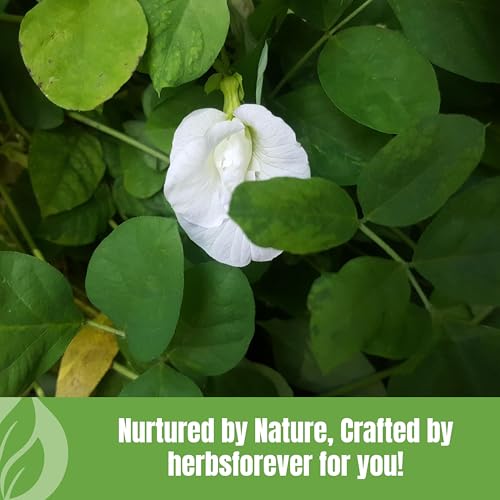 HerbsForever multivitamins for daily health