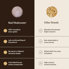 hericium erinaceus for memory