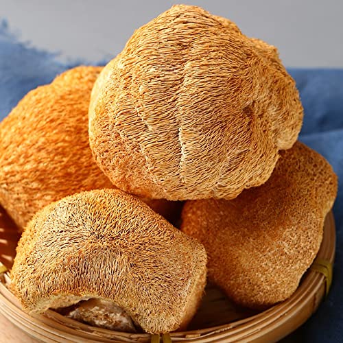 Hericium Erinaceus mushrooms for cognitive support