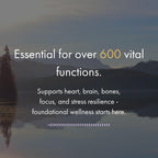 high absorption magnesium supplement
