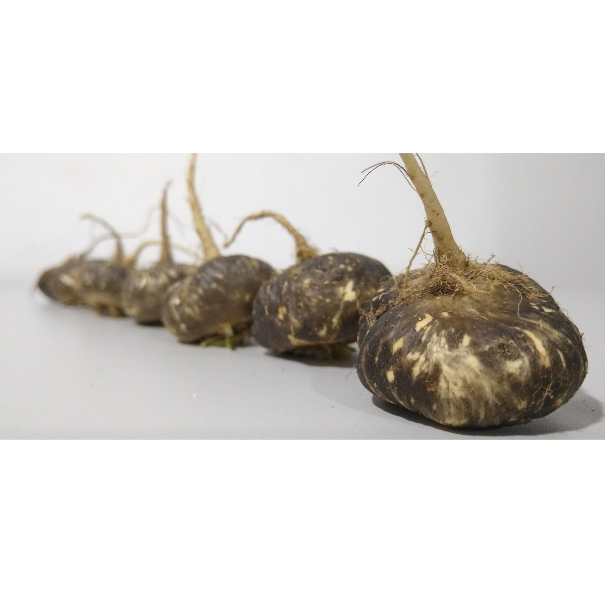 high concentration maca powder supplement