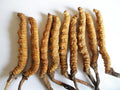 high grade cordyceps mushrooms for energy