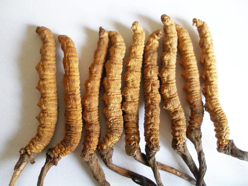 high grade cordyceps mushrooms for energy