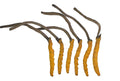 high grade cordyceps mushrooms