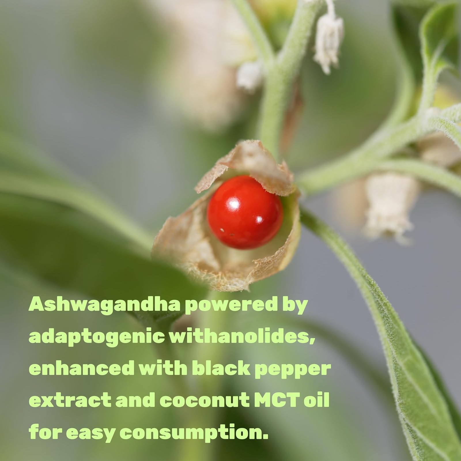 high potency ashwagandha supplements