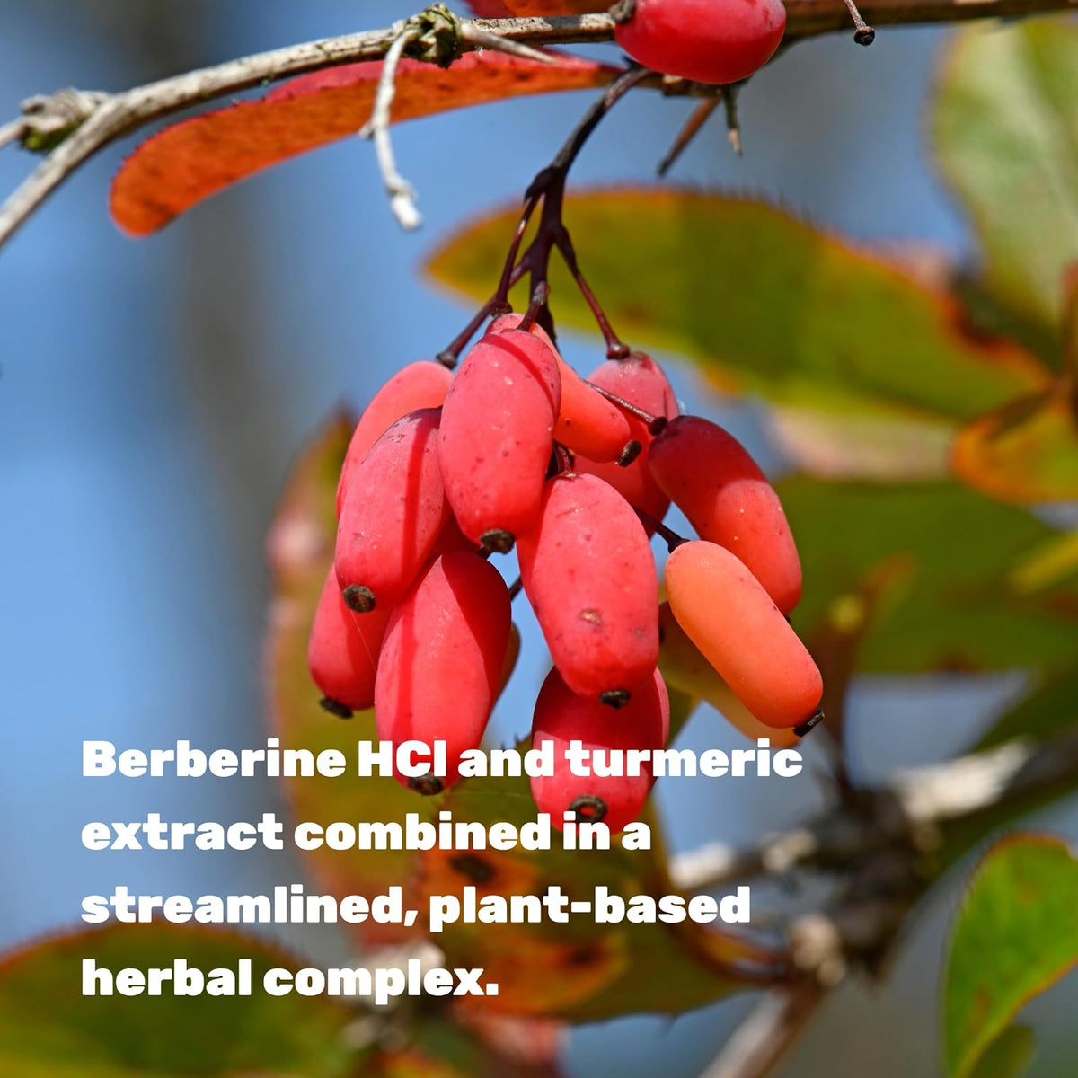 high potency Berberine for metabolism