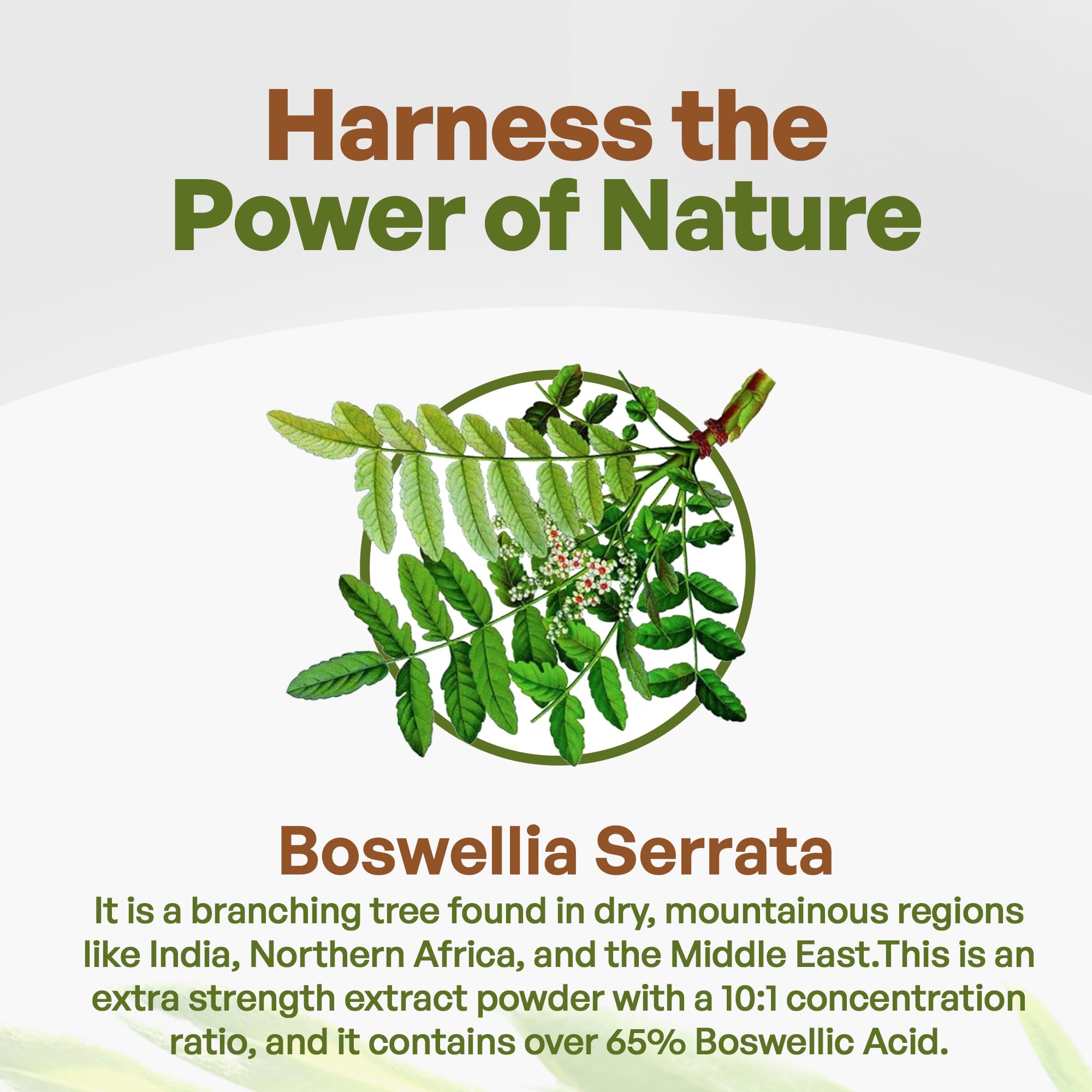 high potency boswellia serrata extract