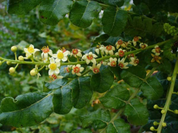 high potency boswellia serrata