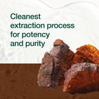 high potency chaga extract capsules