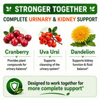 High potency cranberry extract
