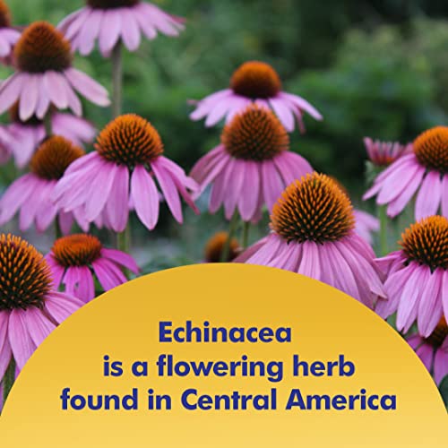 high potency echinacea for immunity