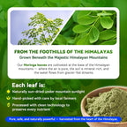 High potency moringa supplement
