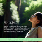 High potency Mullein Leaf Extract 72000 mg