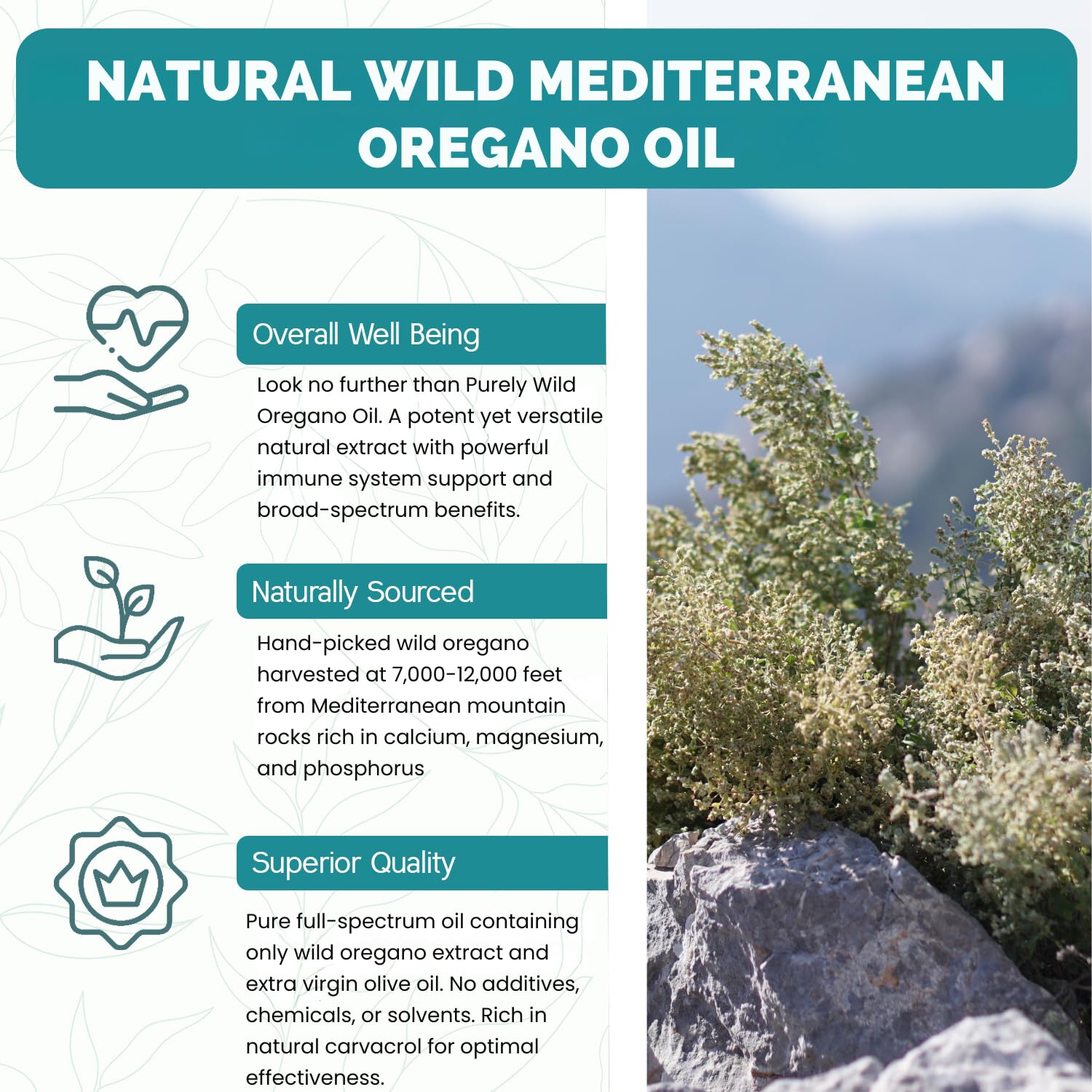 high potency oregano oil extract
