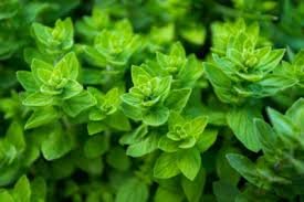high potency oregano oil softgels