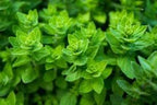 high potency oregano oil softgels
