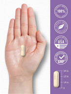 High potency probiotics for everyday wellness