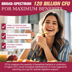 high potency probiotics for women