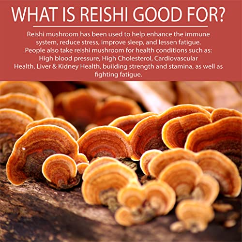 High potency reishi mushroom capsules
