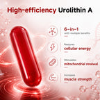 High potency Urolithin A supplement