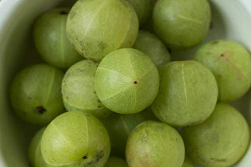 high-quality amla powder supplement