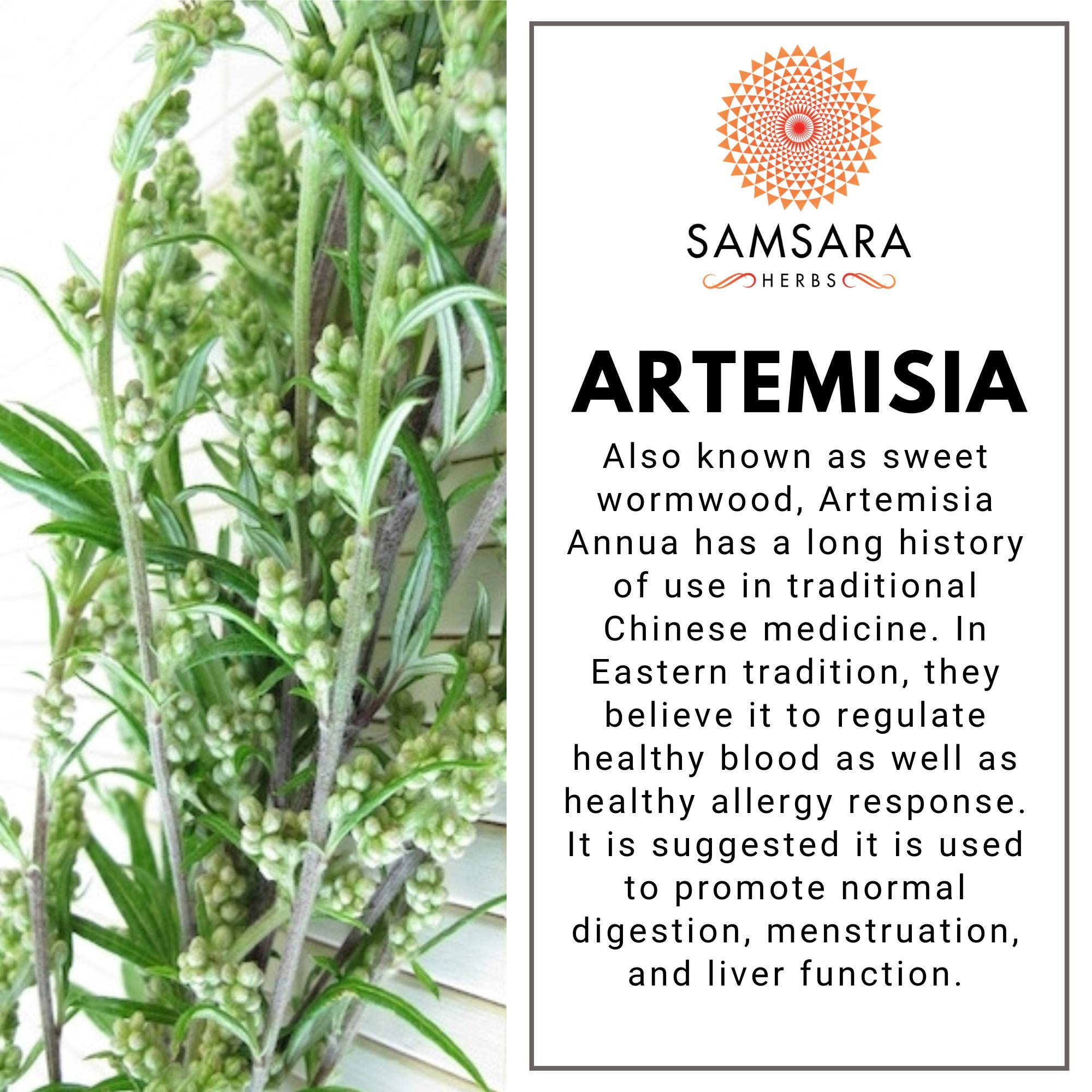 high-quality Artemisia Annua extract