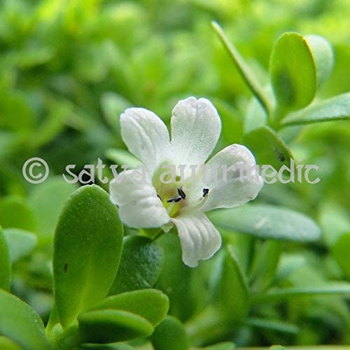 high-quality bacopa monnieri powder