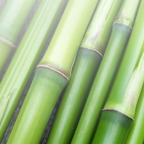 high-quality bamboo extract