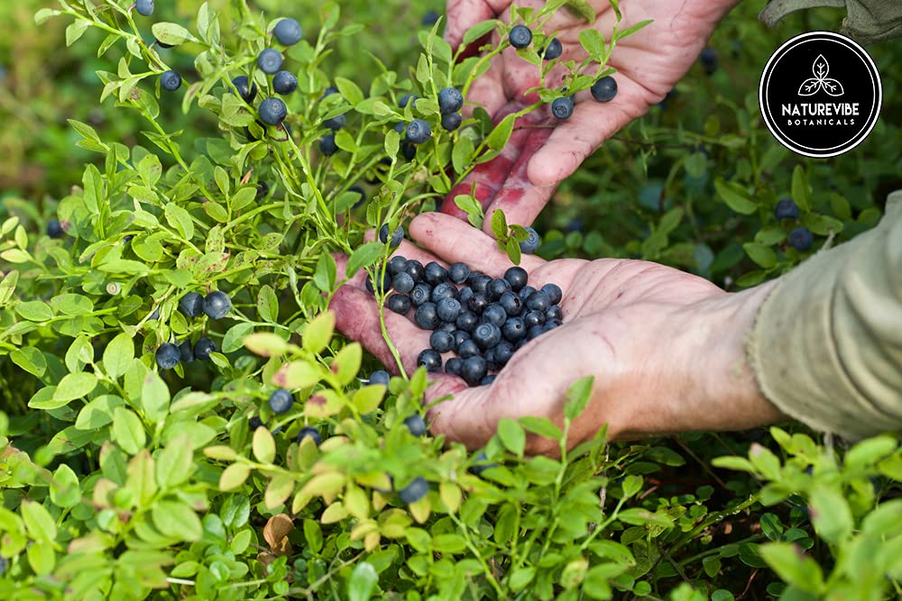 high-quality bilberry powder for vitality