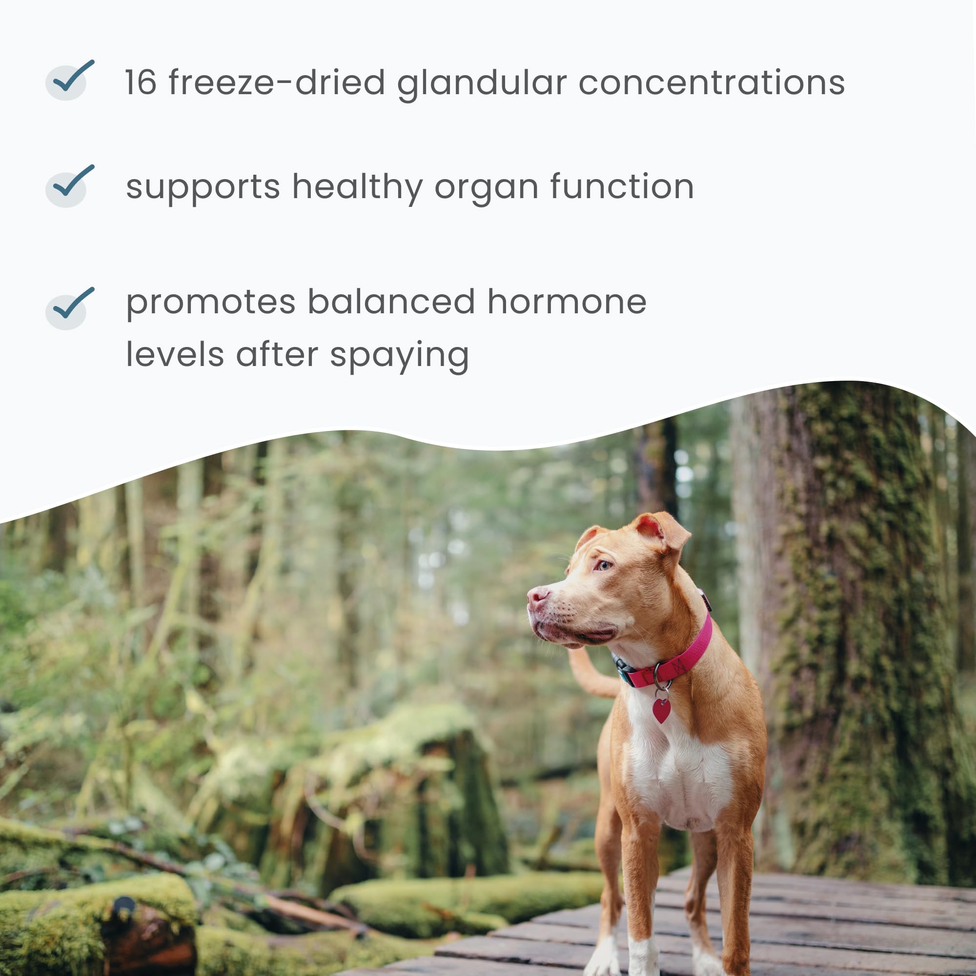 high-quality blended vitamin for pets