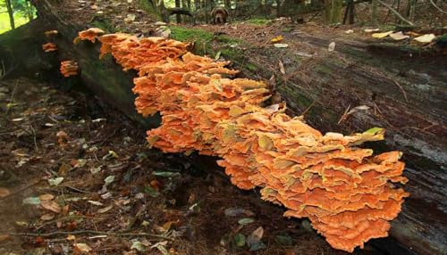 high-quality Chicken of The Woods culture