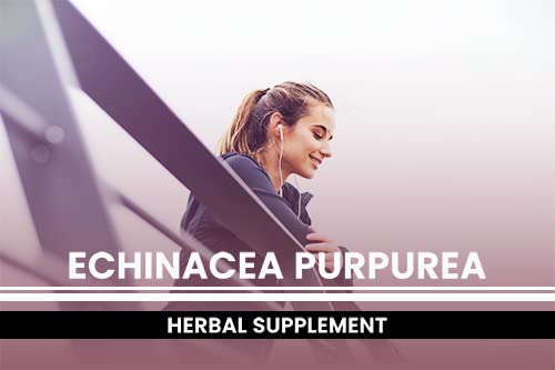 high-quality echinacea for overall health