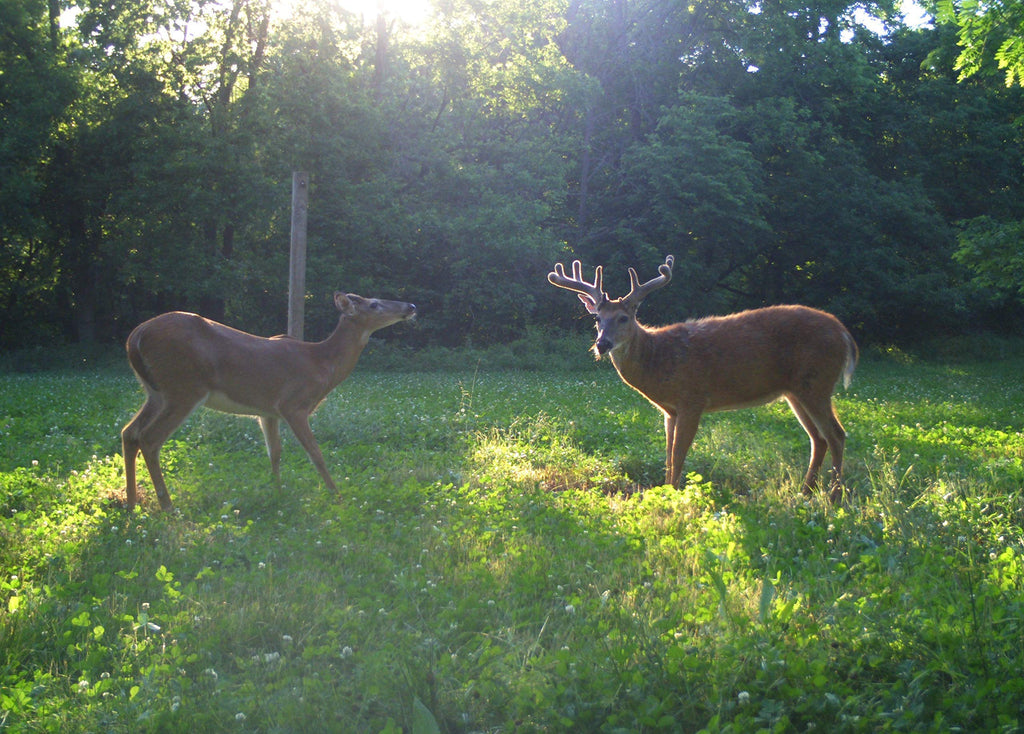 high-quality feed & attractants for deer