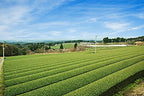 high-quality green tea for brewing