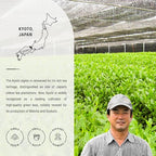 high-quality green tea for brewing