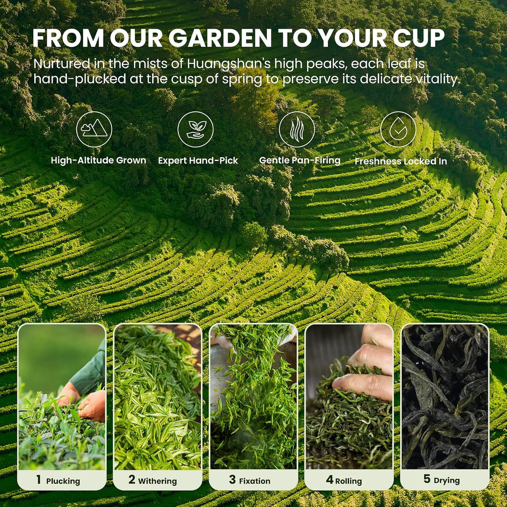 high quality green tea leaves