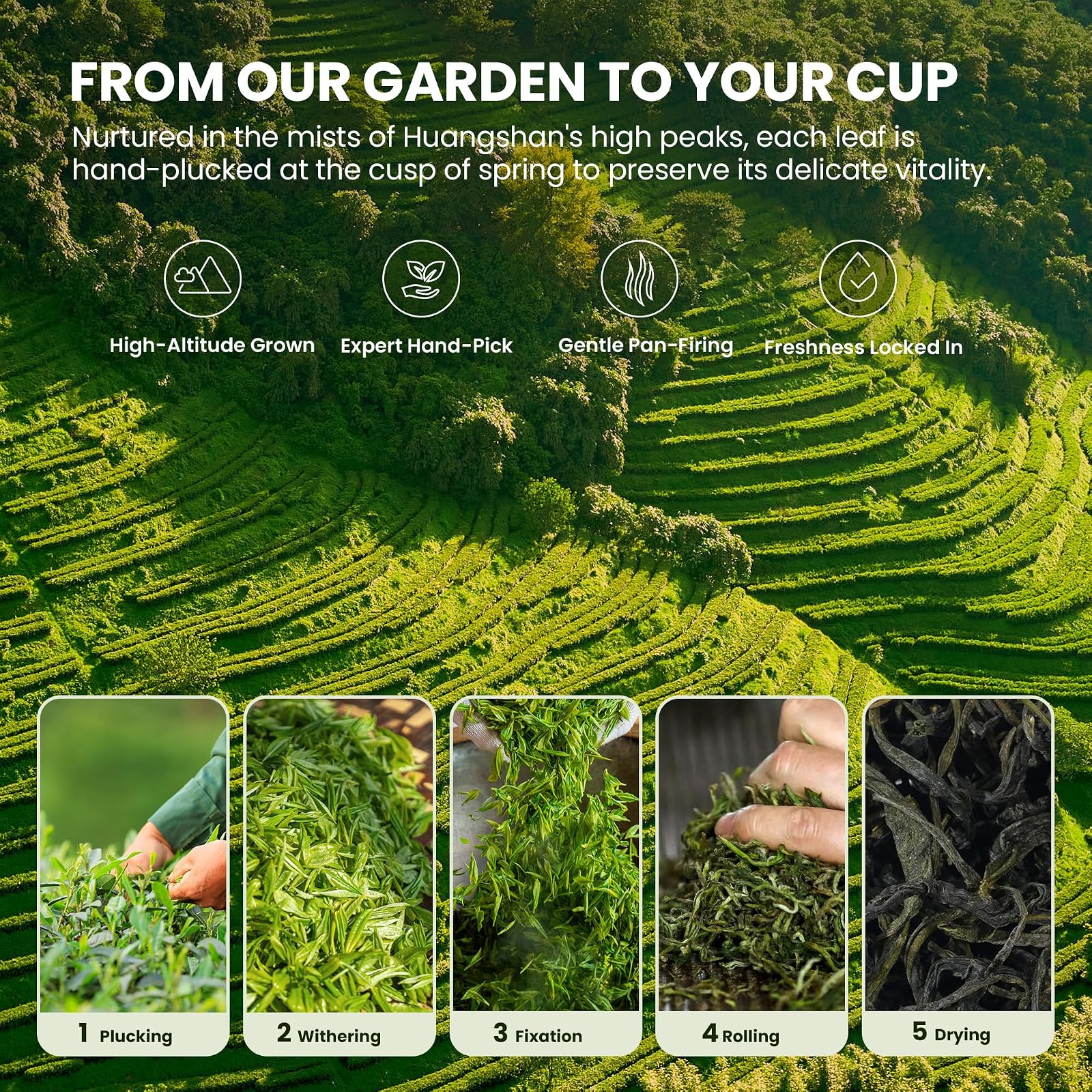 high quality green tea leaves