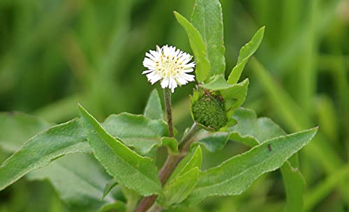 high-quality herbal supplement granules