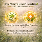high-quality horsetail tea for health