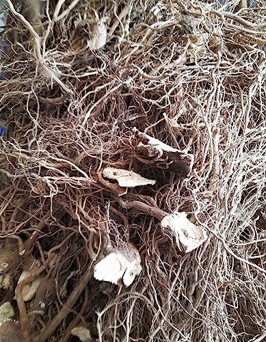 high-quality kava kava in Canada