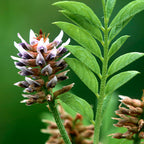 high-quality licorice extract for baking