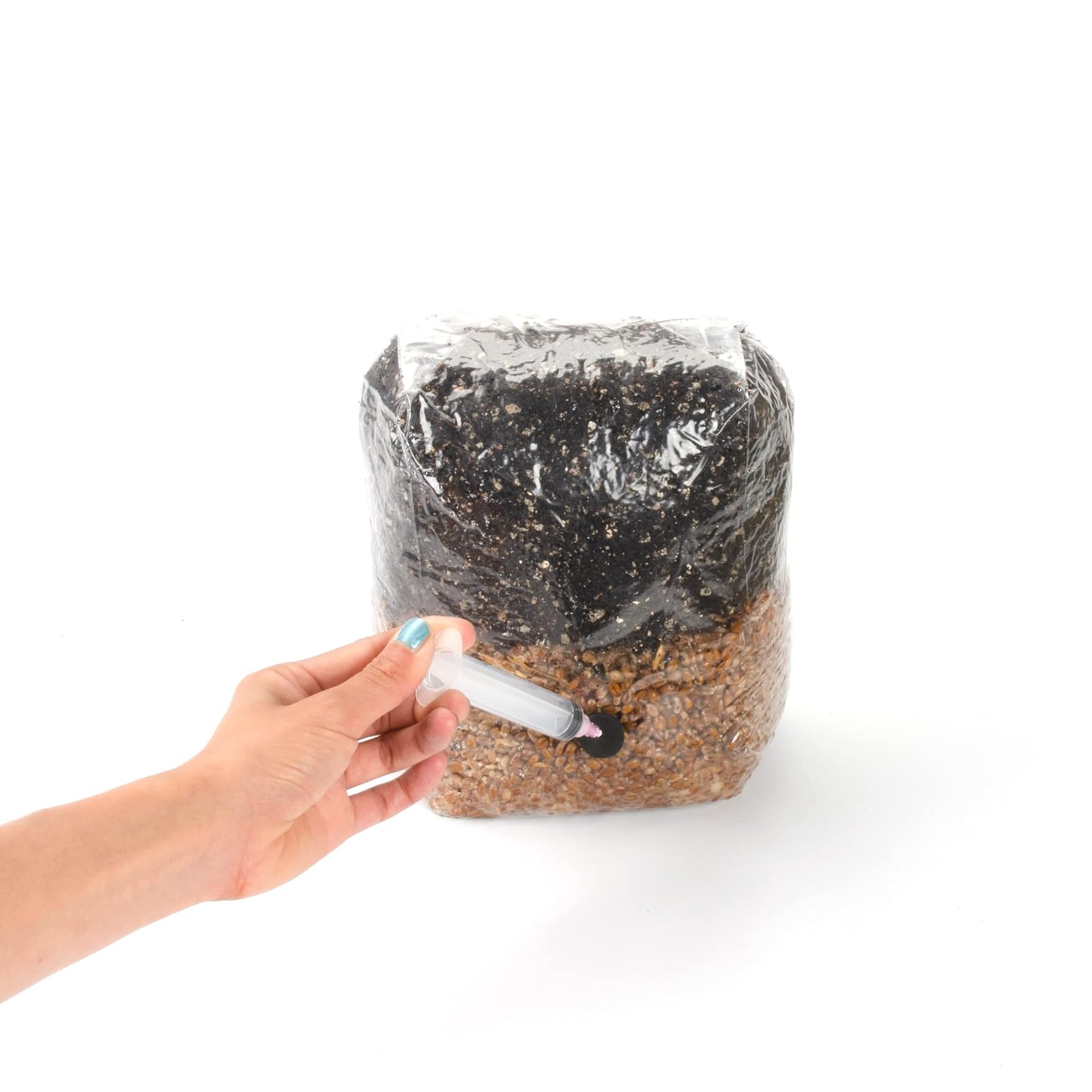 high-quality Lion's Mane mushroom extract
