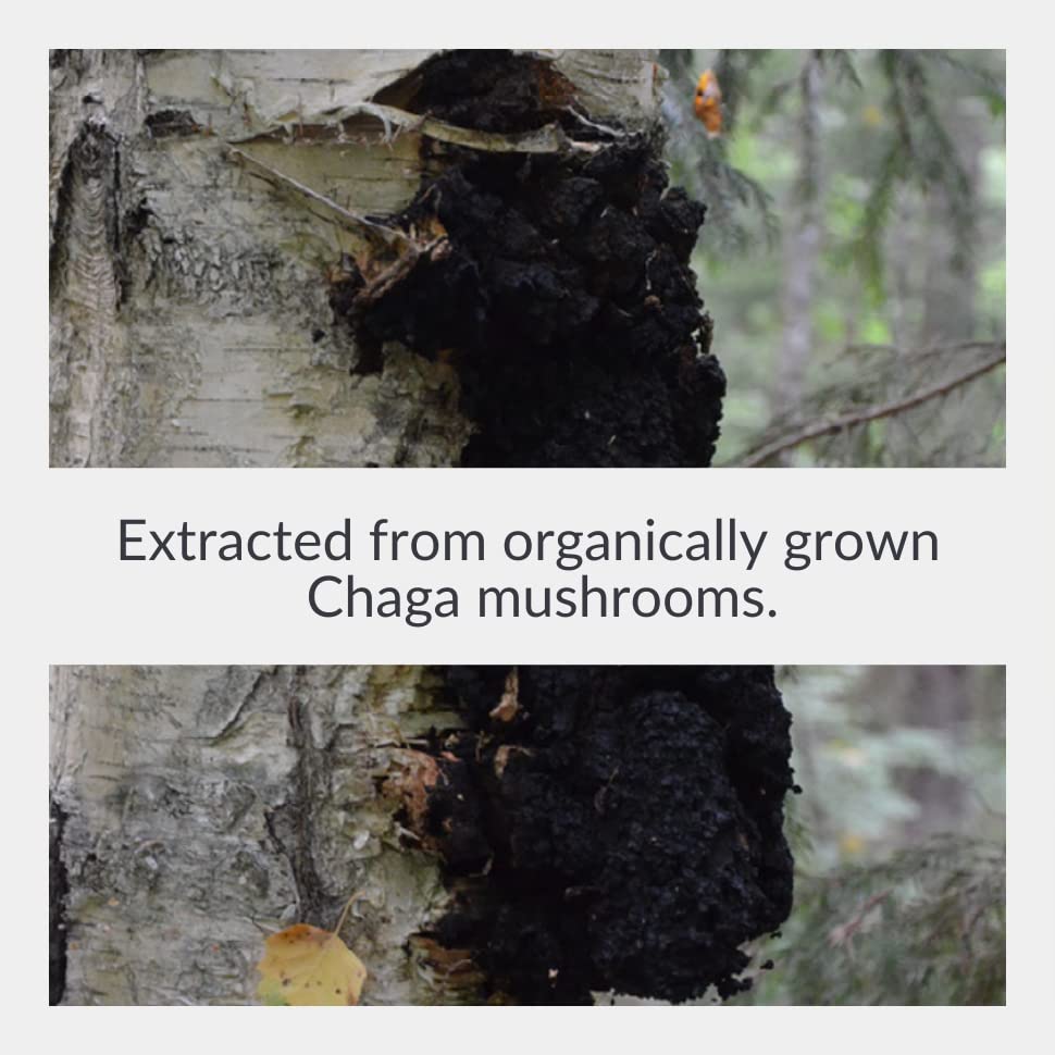 High-quality mushroom capsules for wellness
