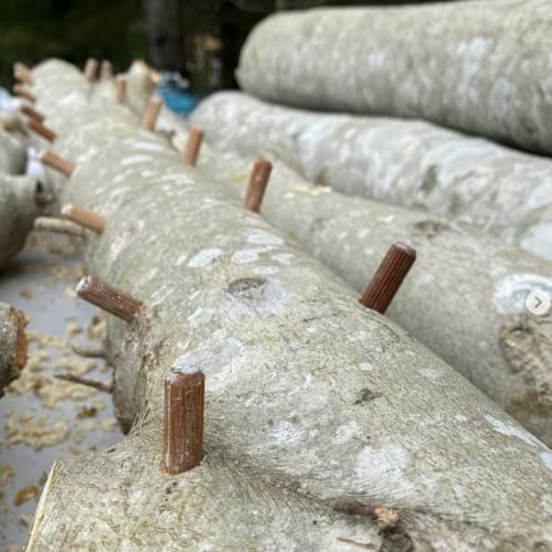 high-quality mushroom growing supplies