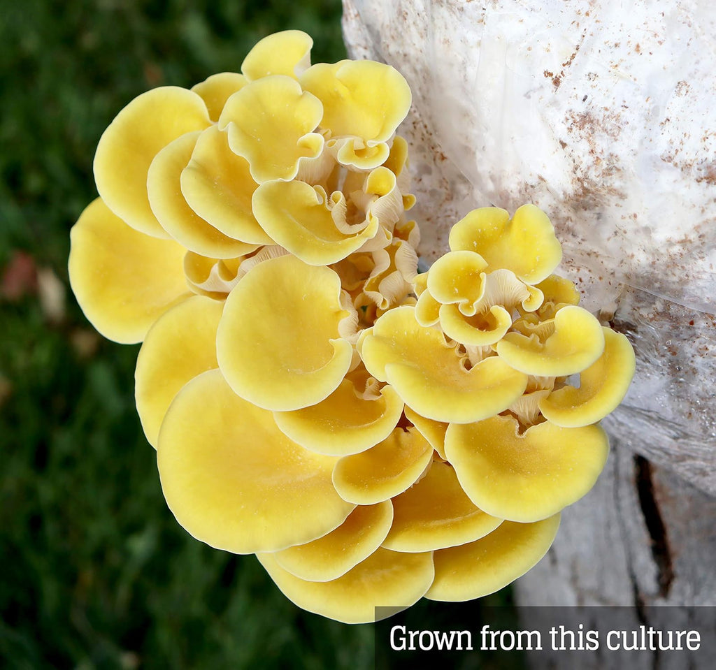 High-quality mushroom liquid culture
