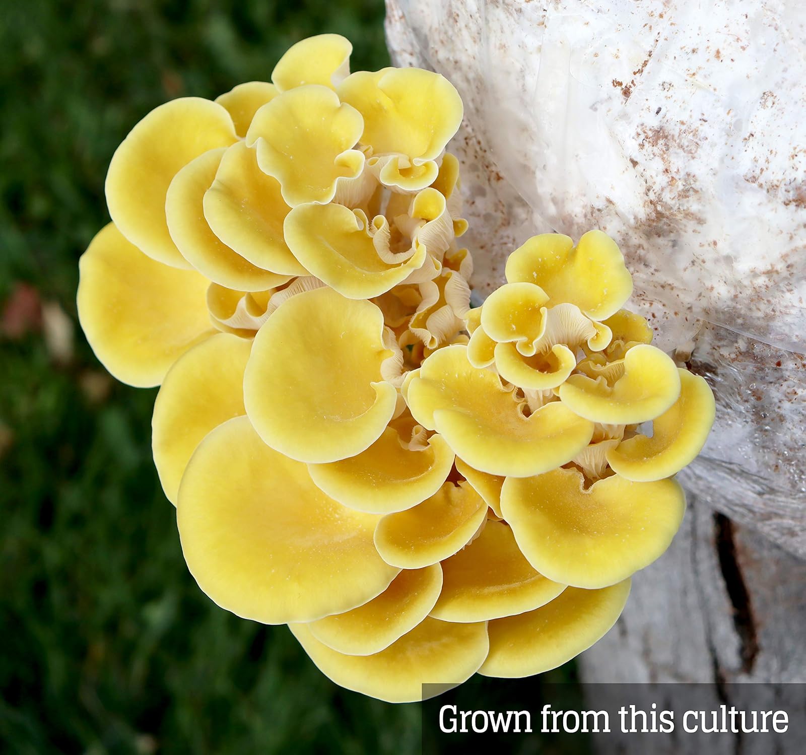 High-quality mushroom liquid culture