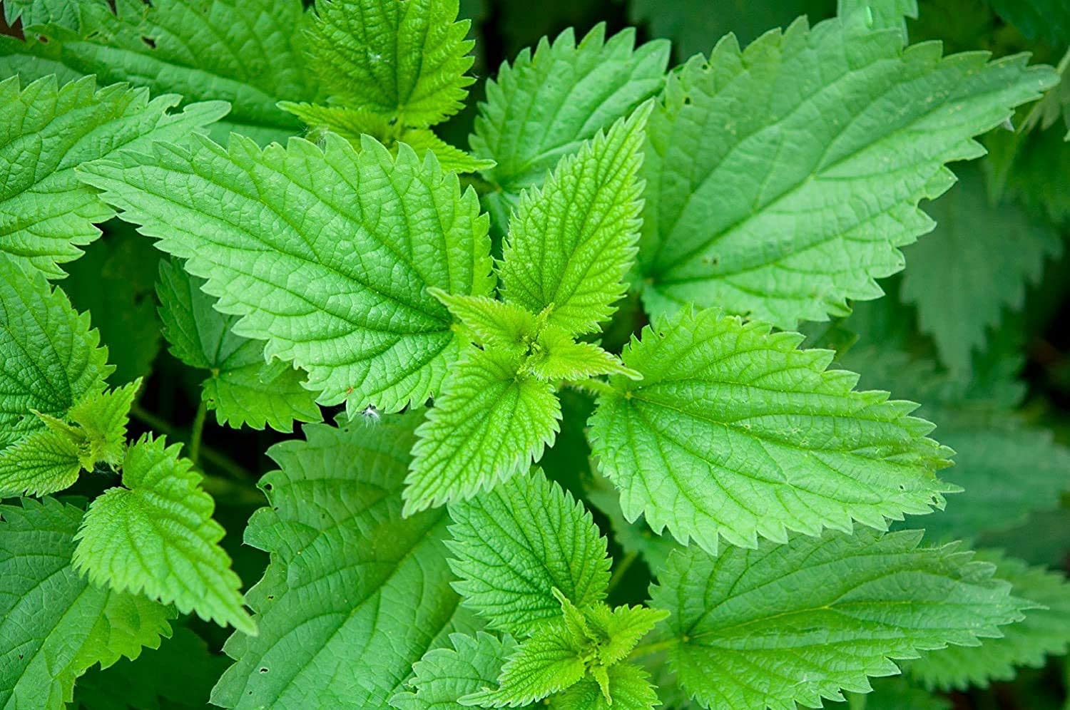high-quality nettle powder for cooking