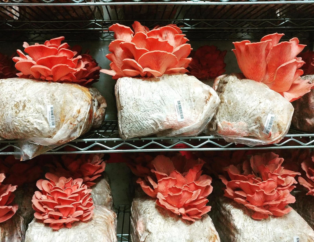 High-quality Pink Oyster mushroom spawn