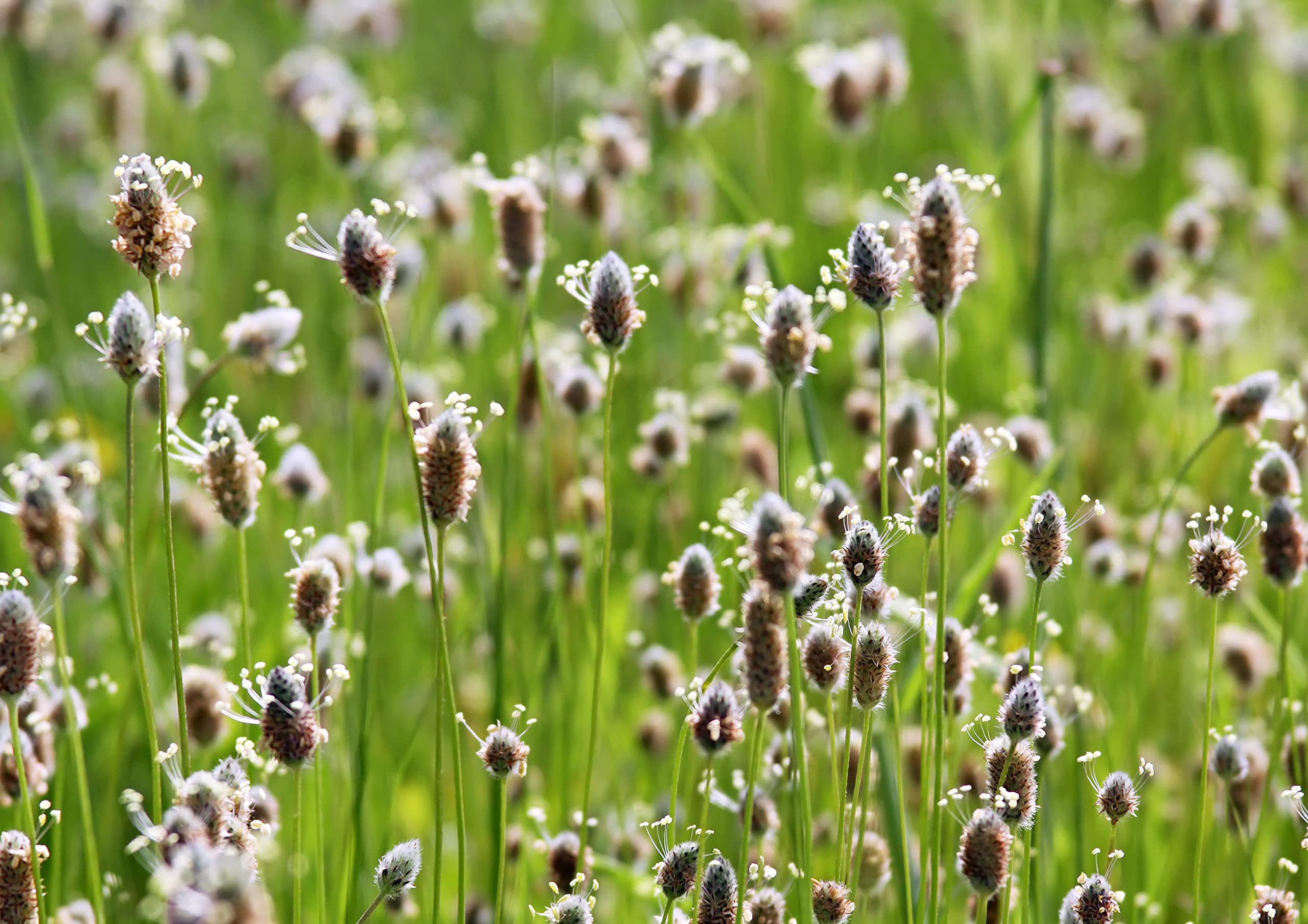 high-quality psyllium for recipes