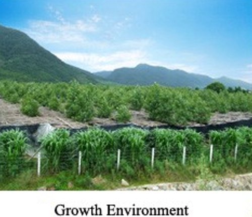 high-quality reishi mushroom oil
